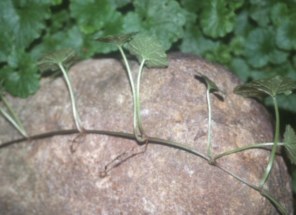 Say Goodbye to Creeping Charlie: Fall Weed Control Strategies