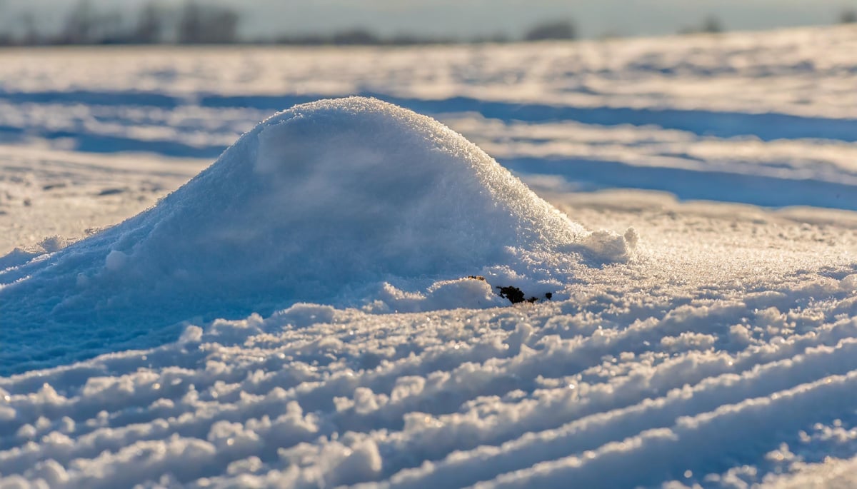 The Hidden Winter War: Are Moles or Voles Messing With Your Lawn?